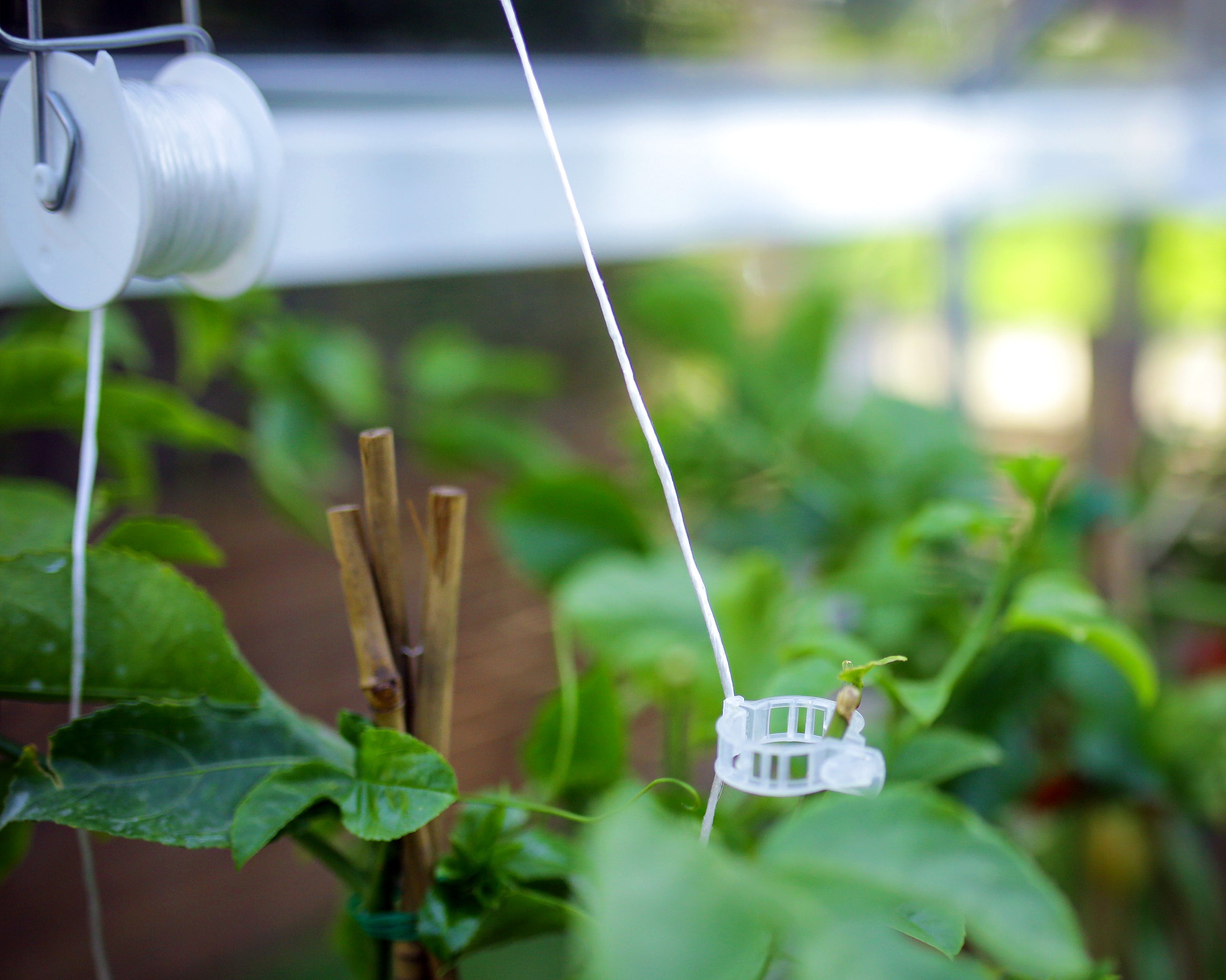 Canopia Greenhouse Trellising Kit - Maximize Growth in Your Greenhouse ...