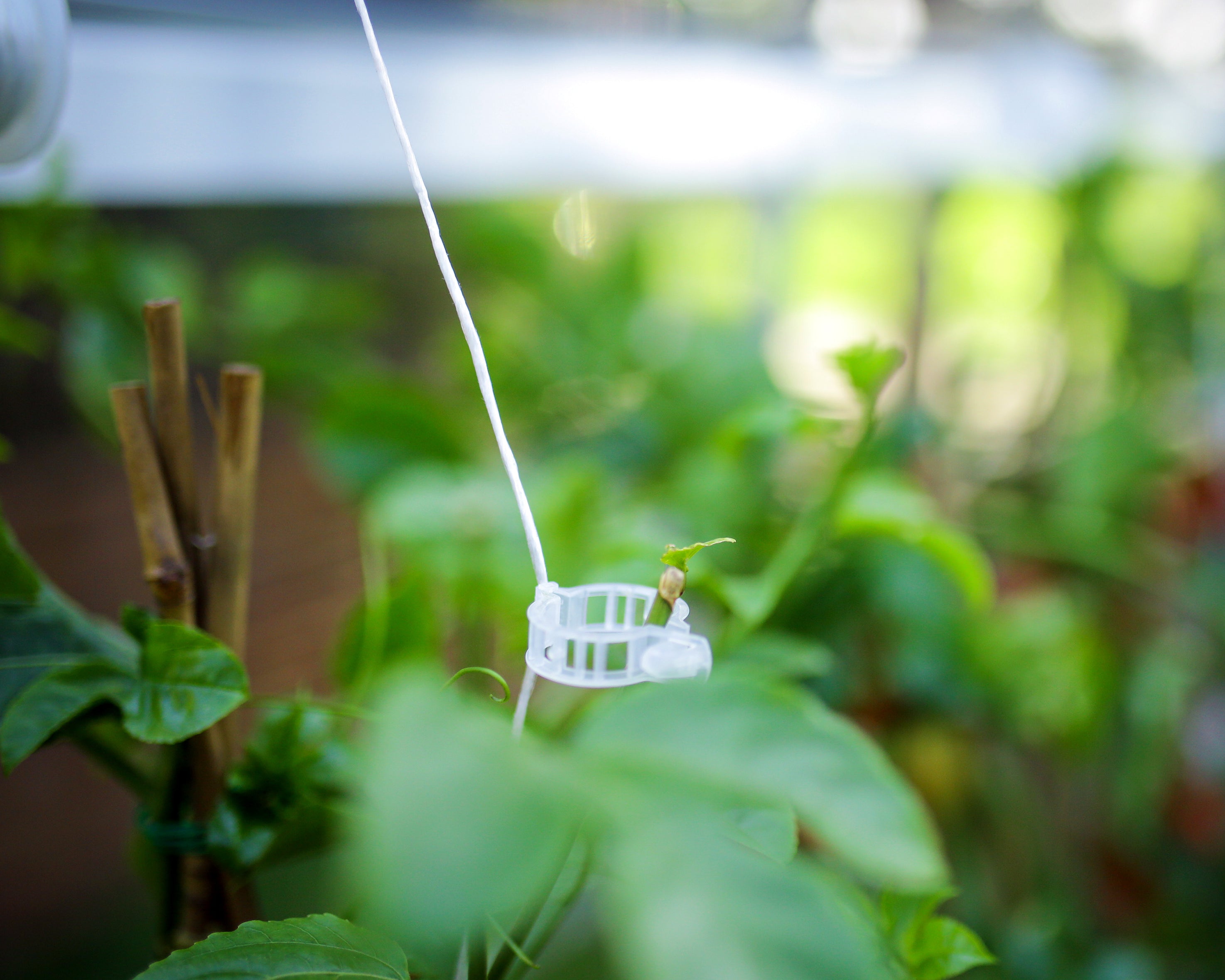 Canopia Greenhouse Trellising Kit - Maximize Growth in Your Greenhouse ...
